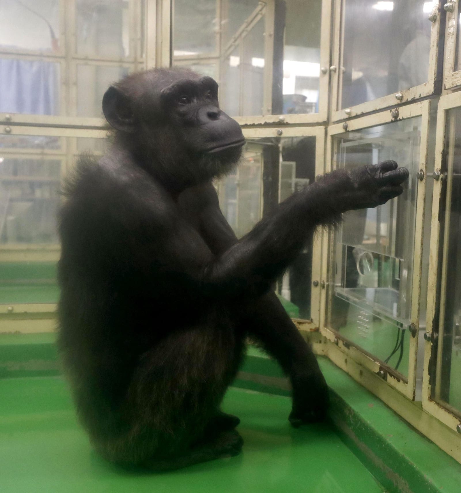 Literacy King Chimp’s Passing in Japan - indonesiakini
