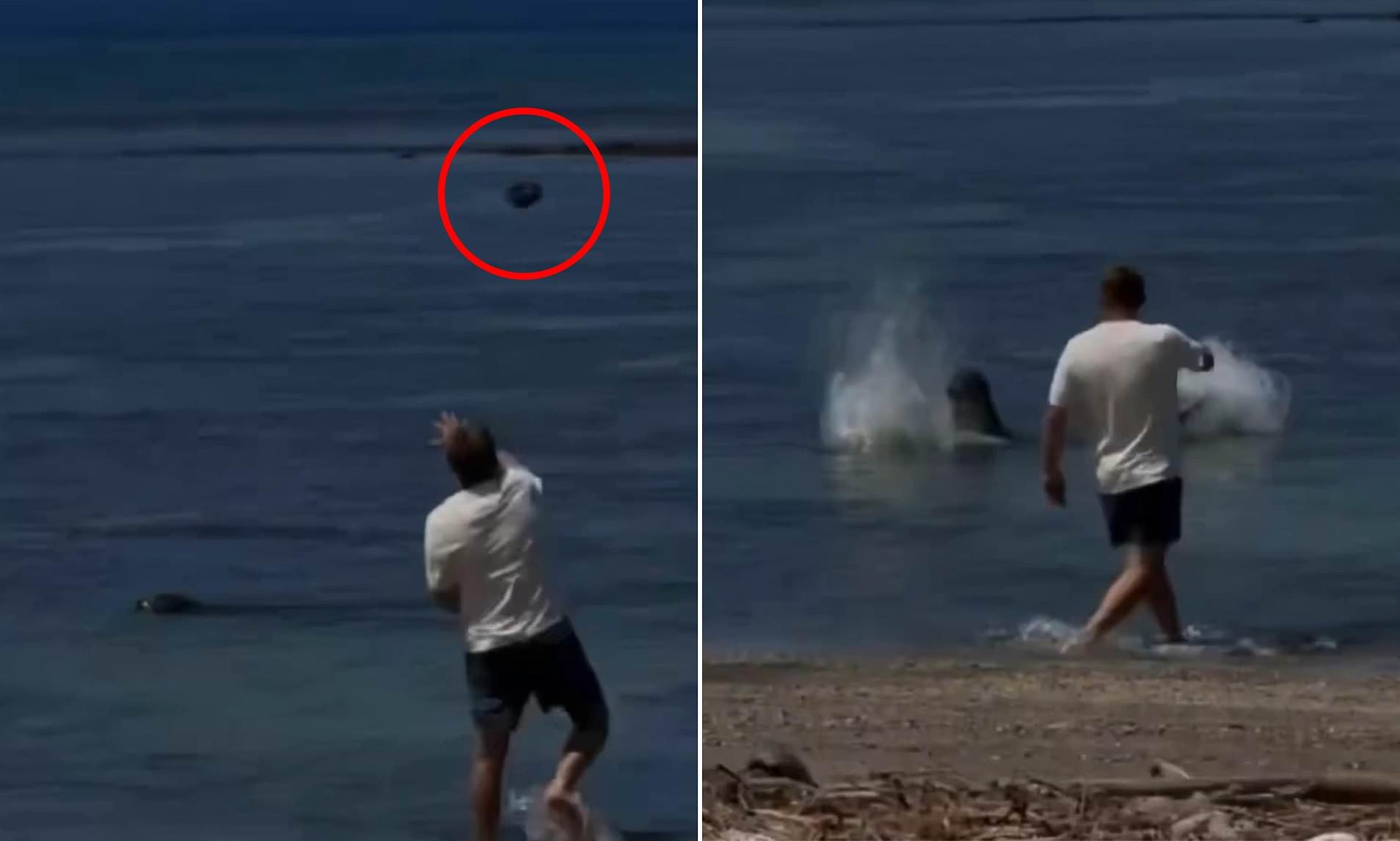 Hawaii Tourist’s Bold ‘I’m Rich’ Outburst After Throwing Rocks at Seal ...