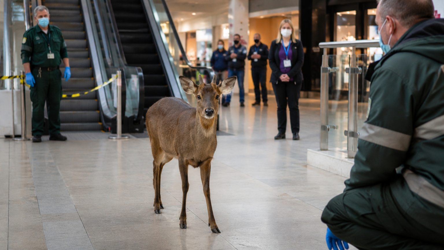 How a little deer got stuck in a Norwich mall escalator - indonesiakini